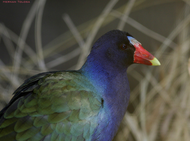 Aves Bonaerenses: Pollona azul (Porphyrio martinicus)
