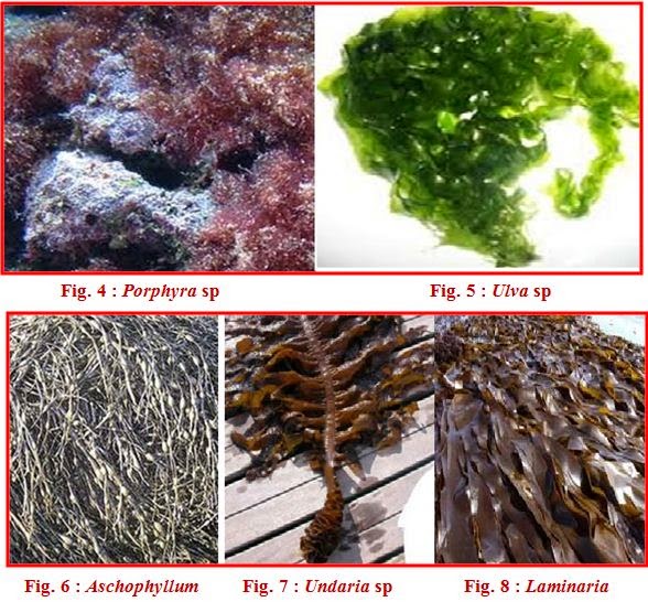 ALGAE AS FISH FEED