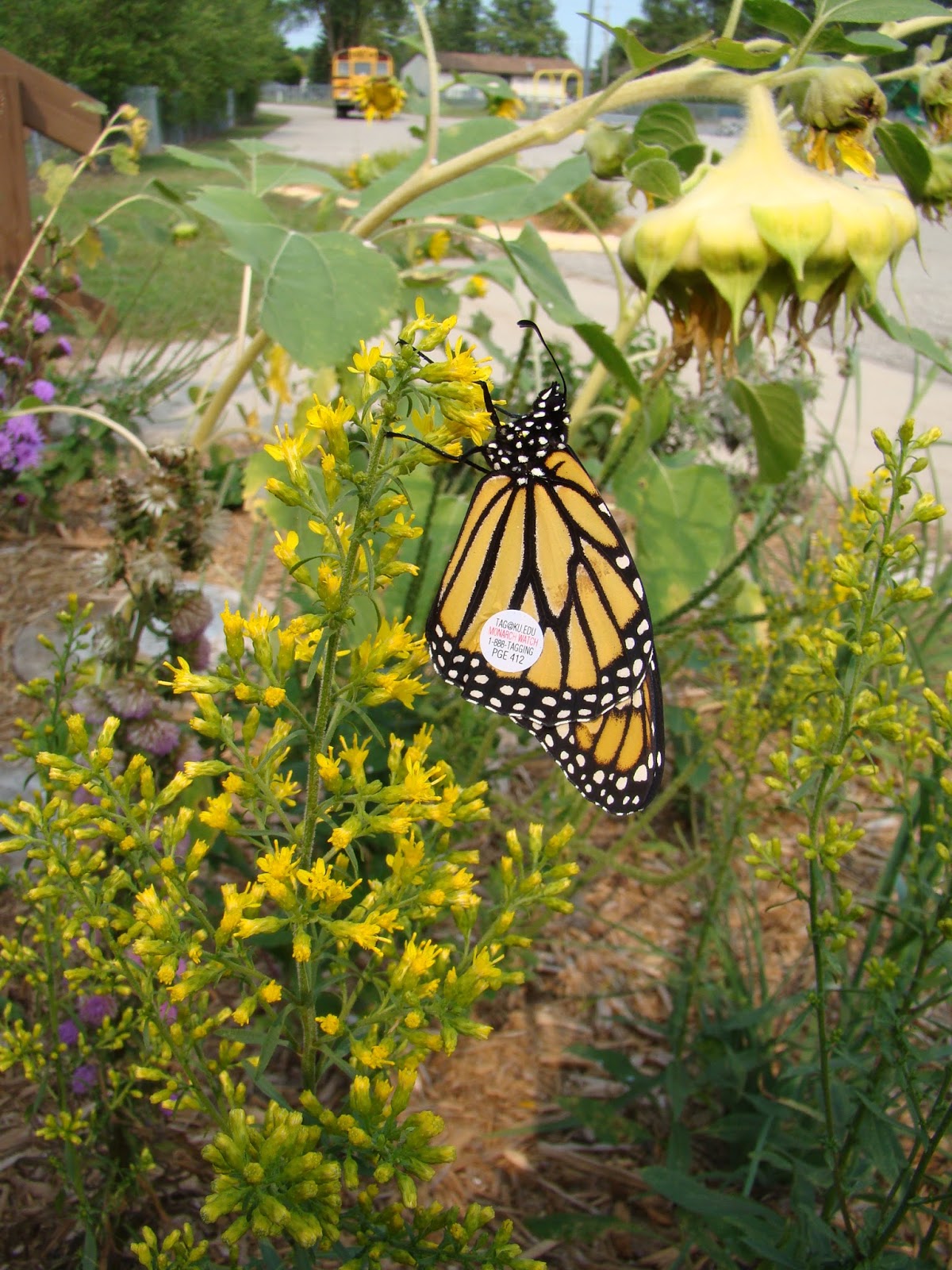 Isabella Conservation District Environmental Education Program: What ...