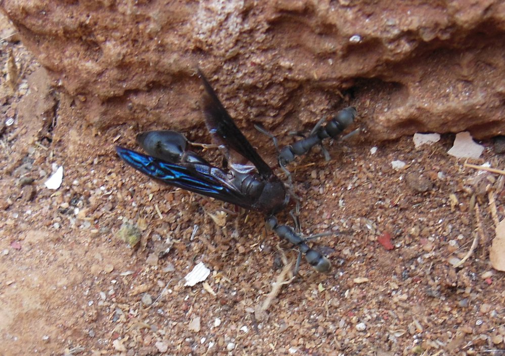 Maasai-World: Insects of Kenya