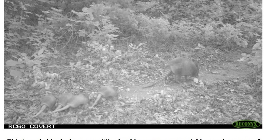 Texas Cryptid Hunter: New Game Camera Photos From Central Texas