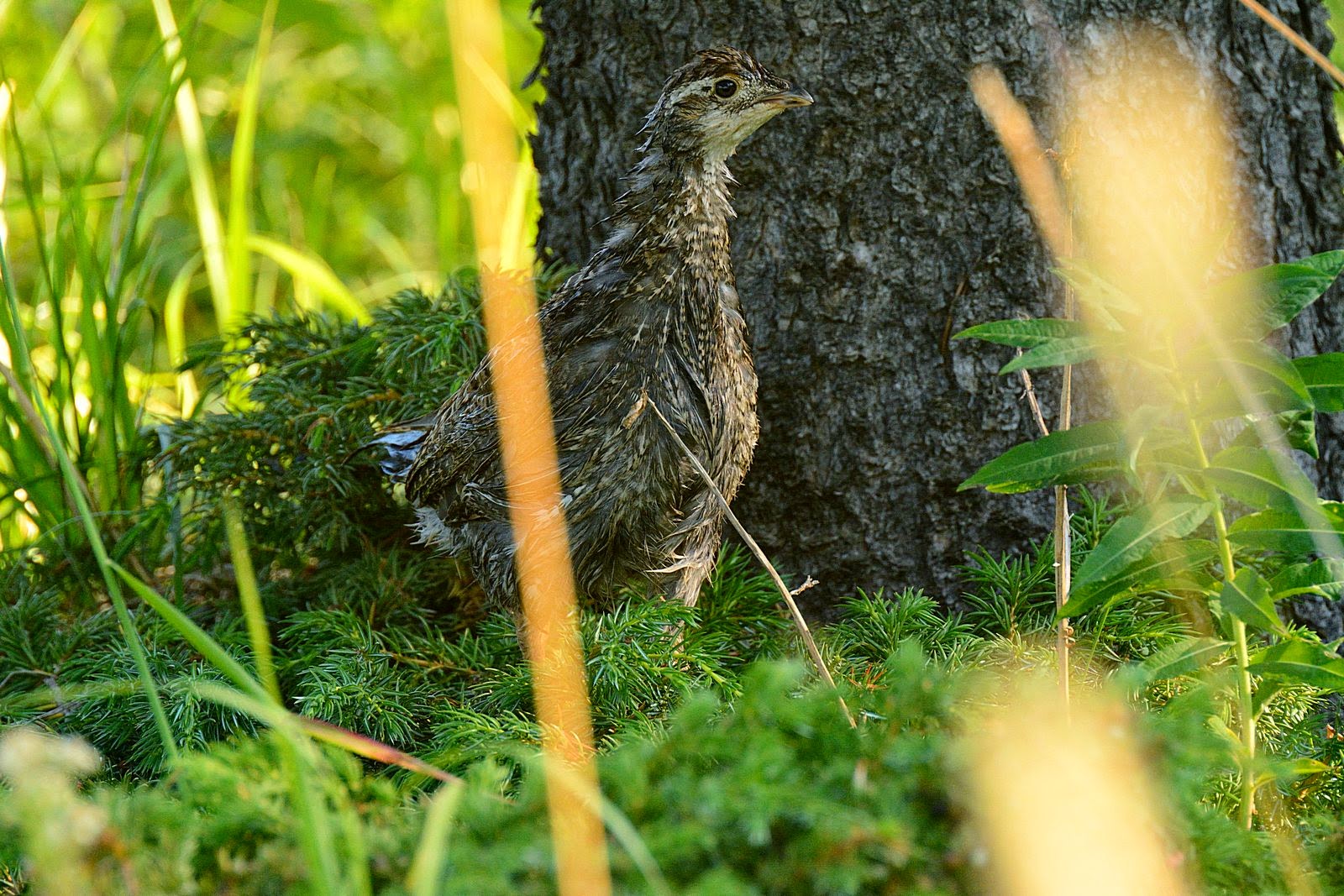 Turbo's Track and Photo Tour: Dusky and Ruffed Grouse Chicks(20140804 ...