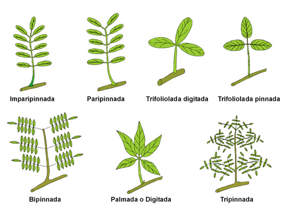 PLANT FAMILIES OF PUERTO RICO AND FLORIDA PAPO VIVES: HOJA