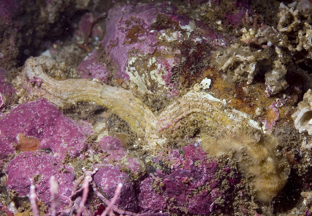 Real Monstrosities: Worm Snail