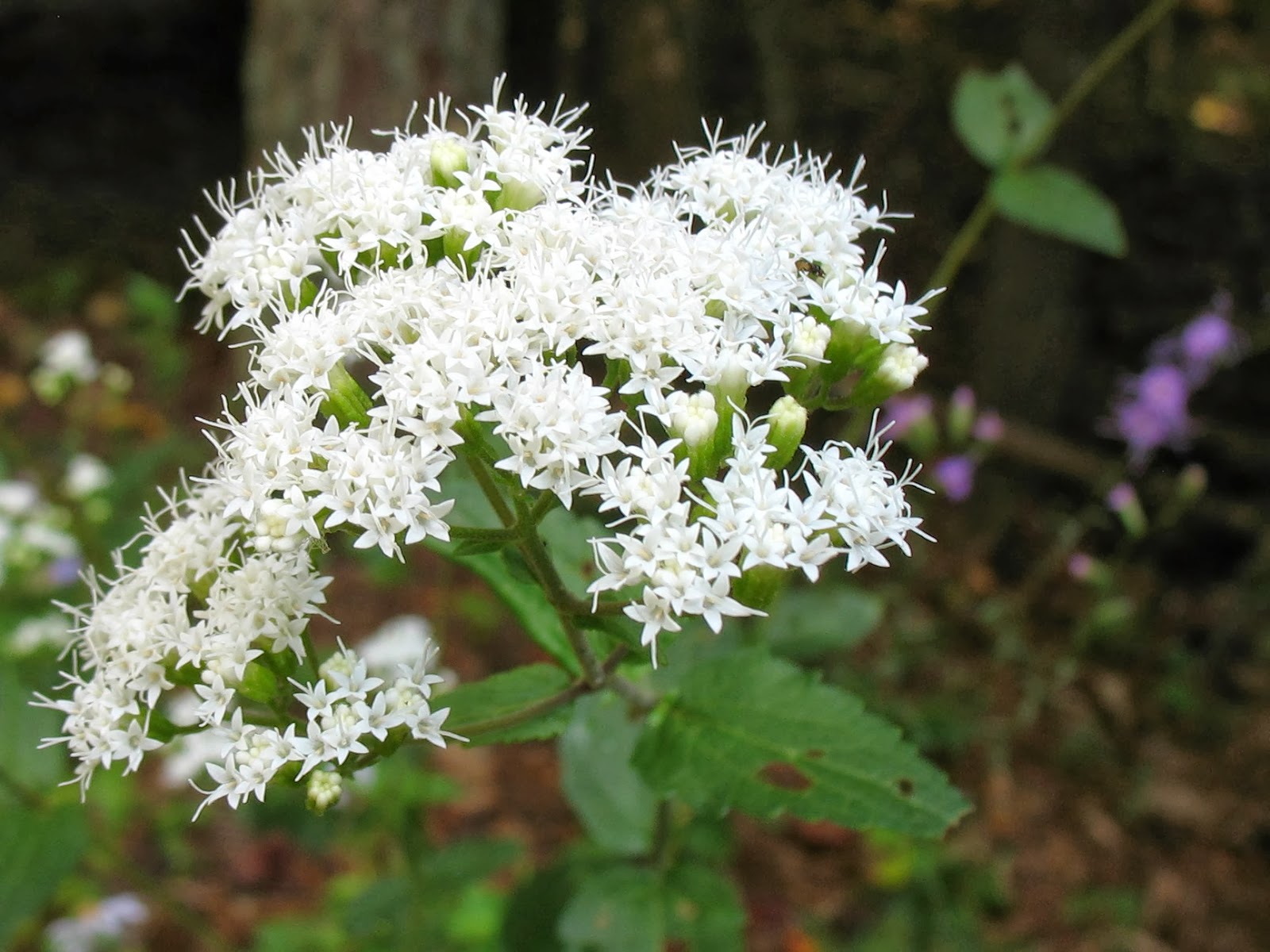Using Georgia Native Plants: Fall Colors in the Native Garden