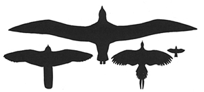 World Bird Sanctuary: What Can A Wing Tell You?