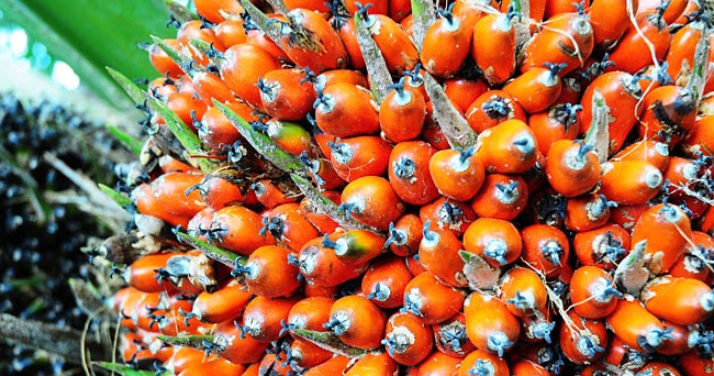 KWE CEJA AVESANDEJI: O DENDEZEIRO