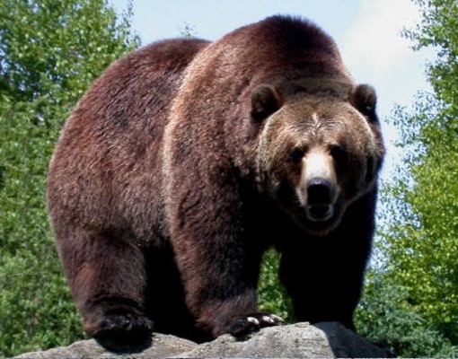 Mucha trusca: El Oso Grizzly