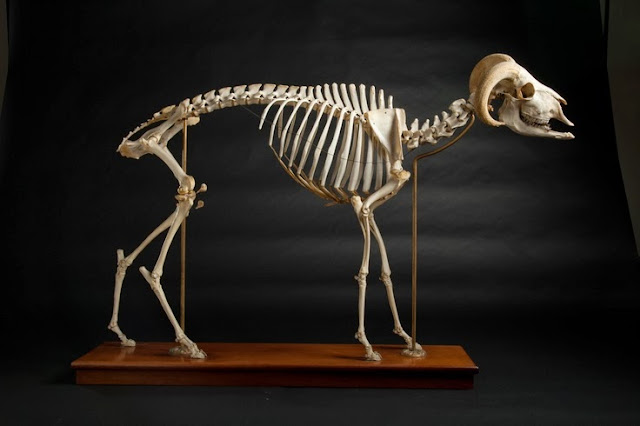 Ram's Horn: Ram skeletons and reference