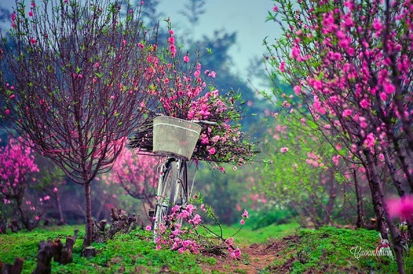 Springs in Hanoi Flower villages ~ WAYS TO VIETNAM