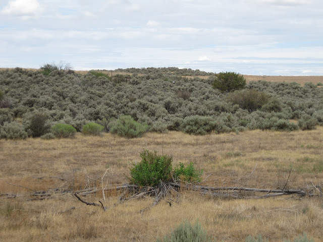 Four Corners Hikes-Canyons of the Ancients: Yellow Jacket Pueblo