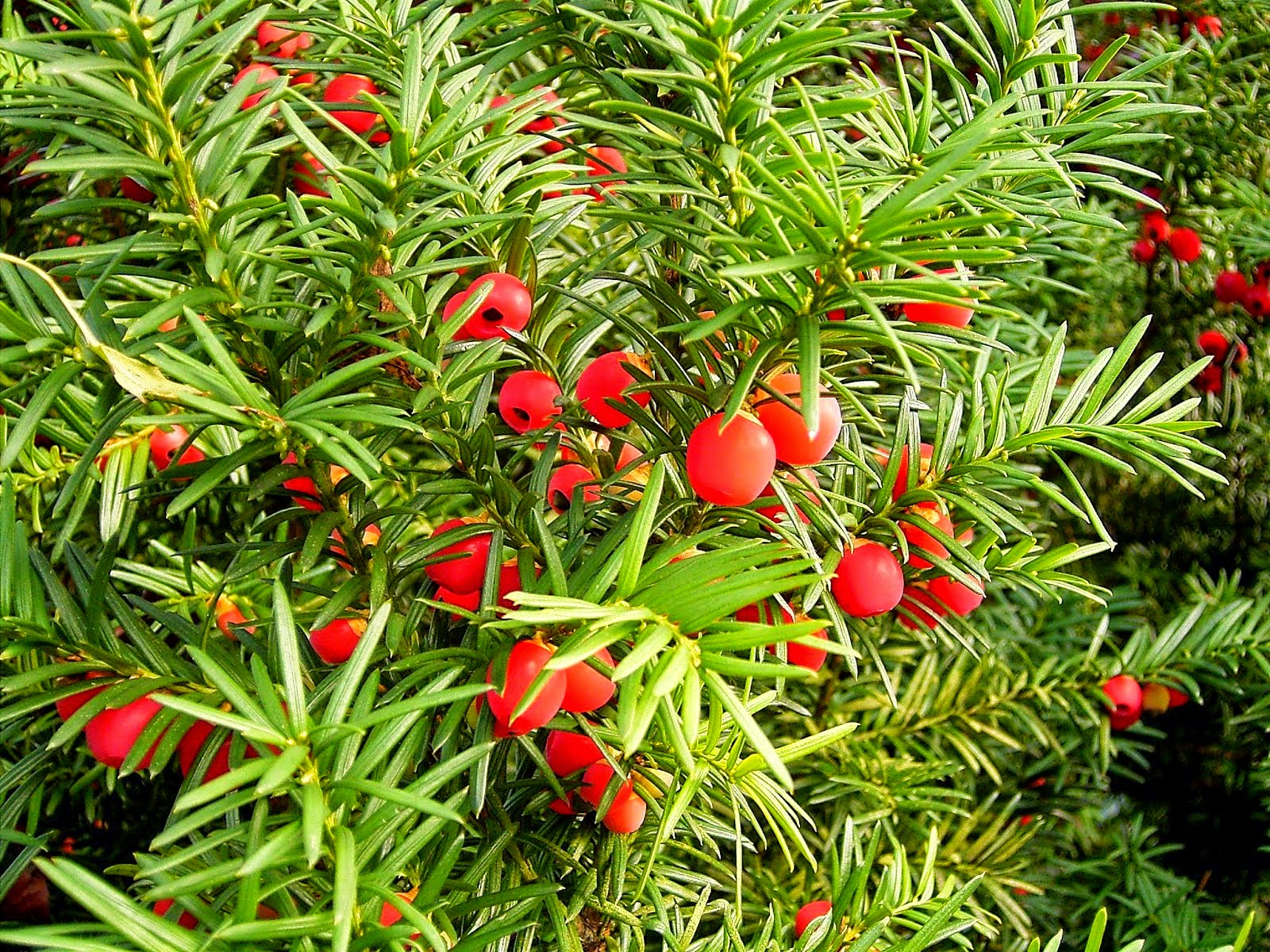 Fieggentrio: Medicinale planten: De taxus