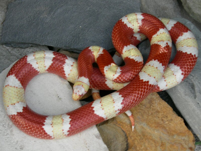 Most Amazing: Most beautiful Nelson's Milk Snake