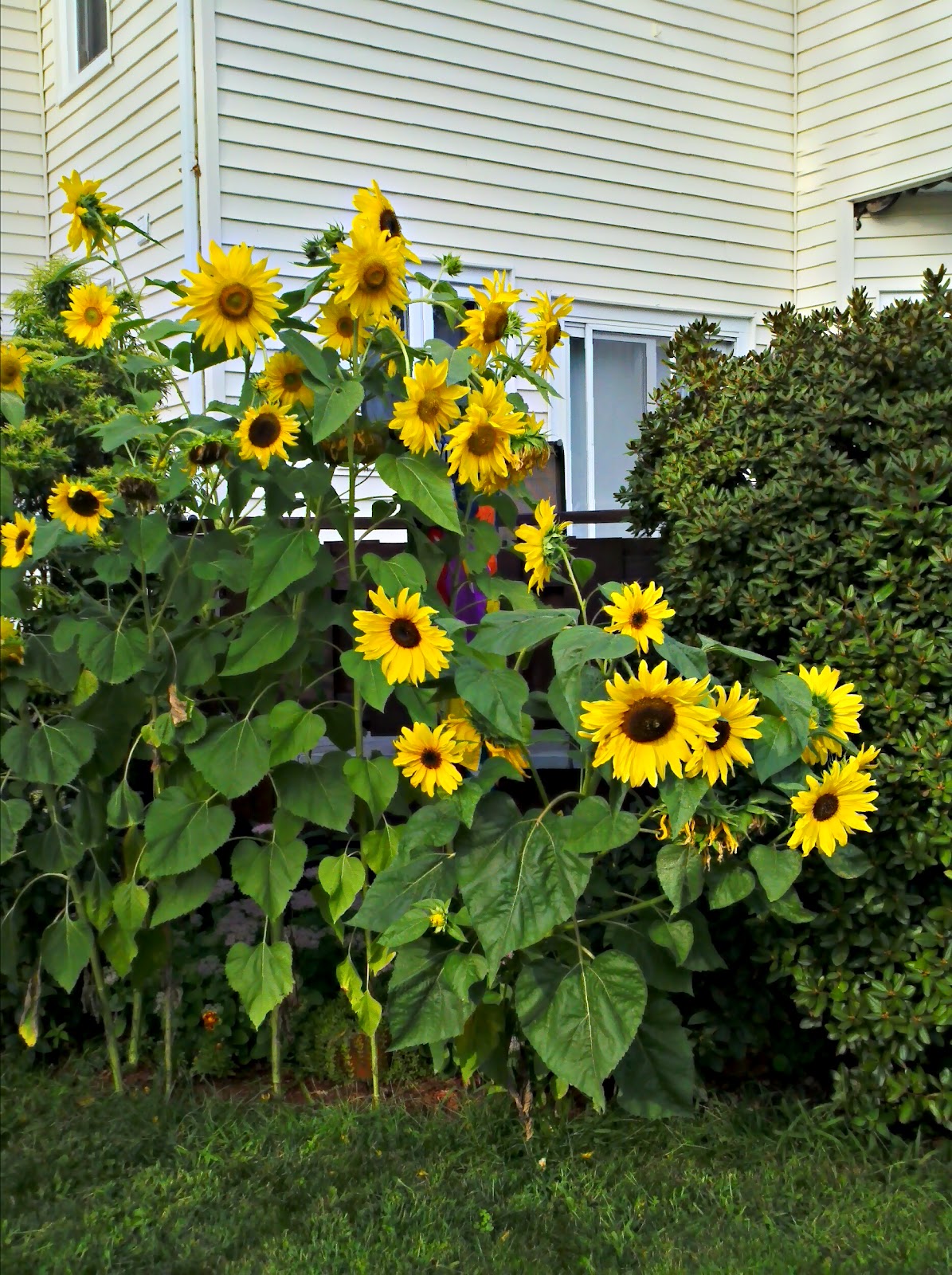 Margaret Terwilliger: Sidewalks and Sunflowers