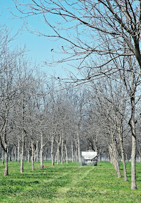 Northern Pecans: Fertilizing pecan trees in the spring