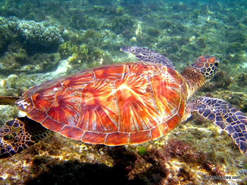 Sights and Spices: Sights: The Gentle Sea Turtles of APO ISLAND, NEGROS ...