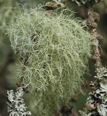 The Herb Hound: USNEA