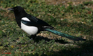 Aves de Aragón : enero 2012