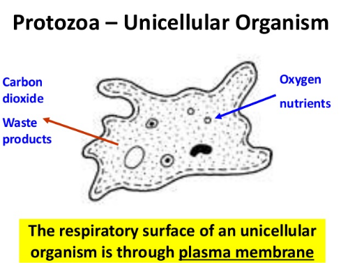 Introduction to Phylum Protozoa - Zoologist World