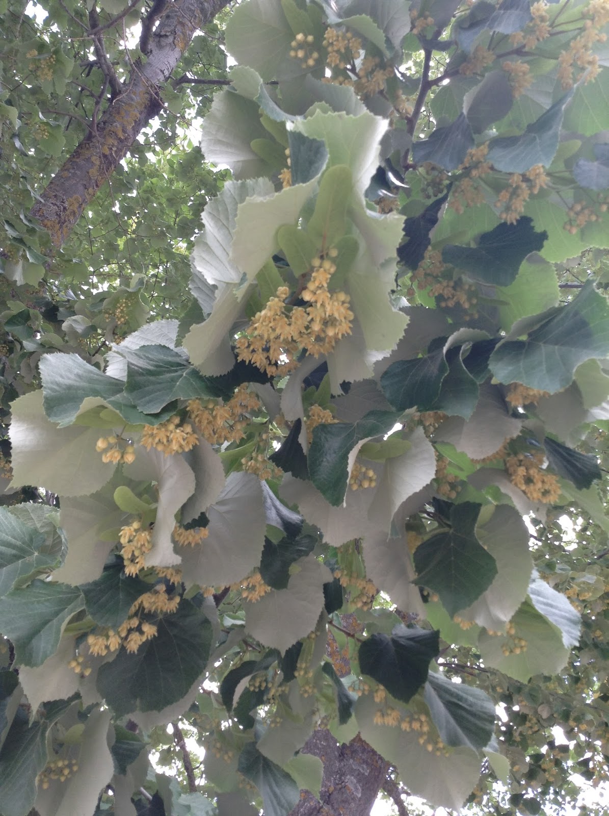 NATURALEZA AL DÍA: EL TILO: FLOR