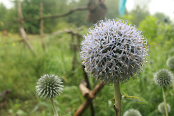 NatureGlo's eScience: Animal Physics Live Class with NatureGlo