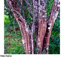 Flora y Fauna del Estado de Tabasco: La flora de Tabasco...