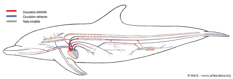 Domain of the C-Rex: Salmon Sharks: Because Who Needs What You Learned ...