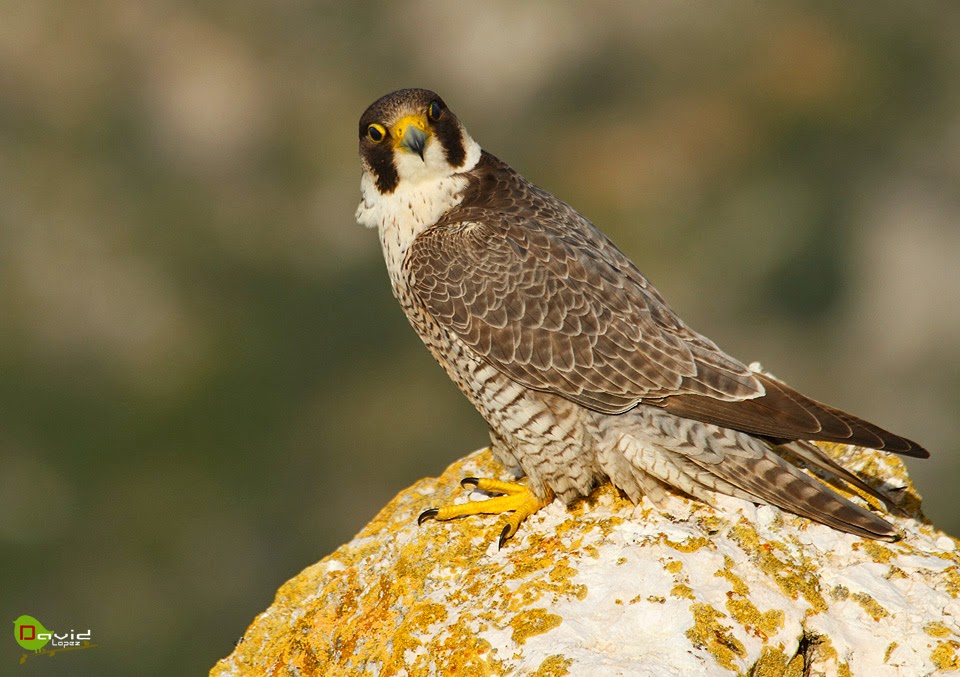 Halcón peregrino (Falco peregrinus brookei)