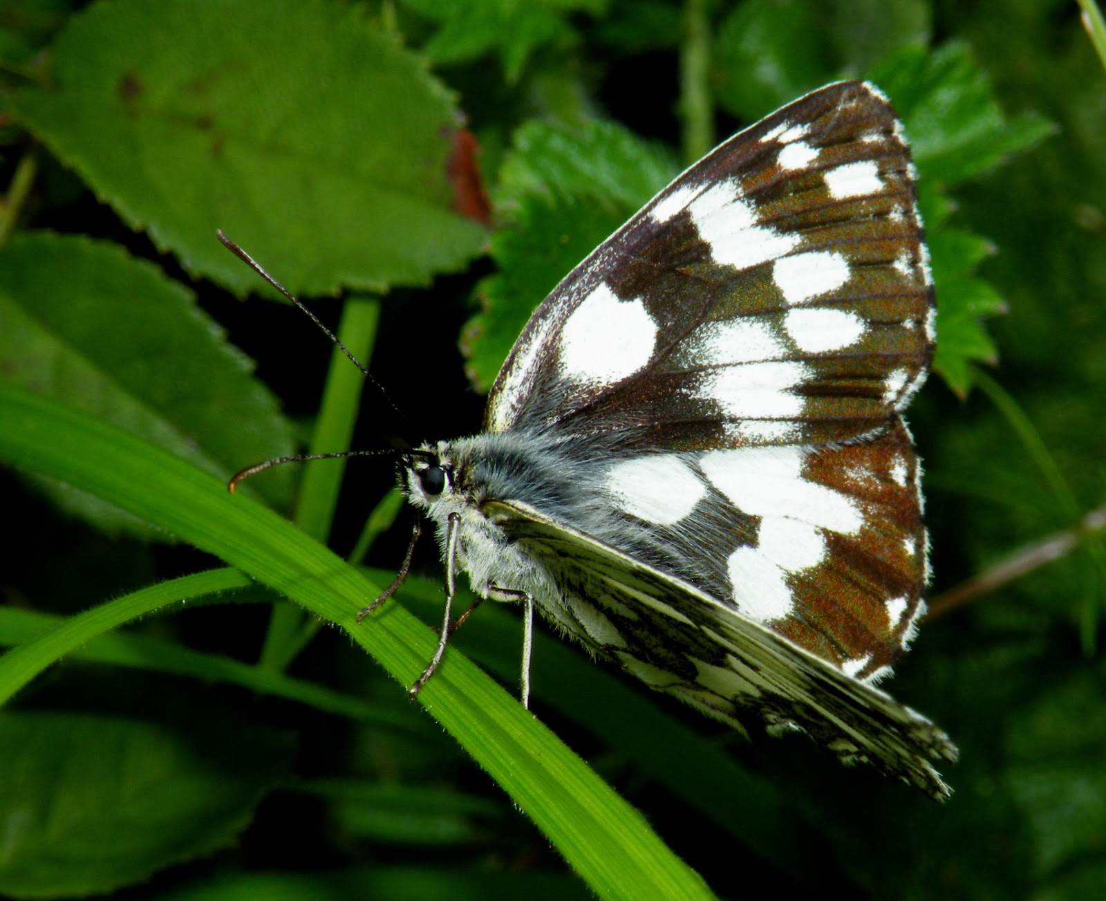 Fotosentimente: Fluturi, gâze și insecte în general
