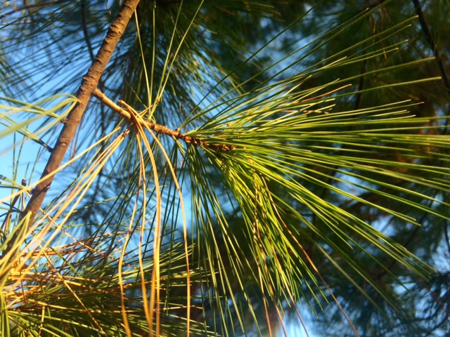 Zone Five and a Half: Pine Needle Drop