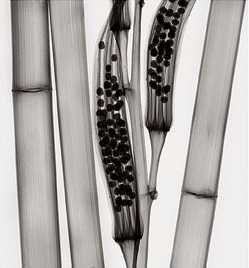 Wilderness: X-Ray Art