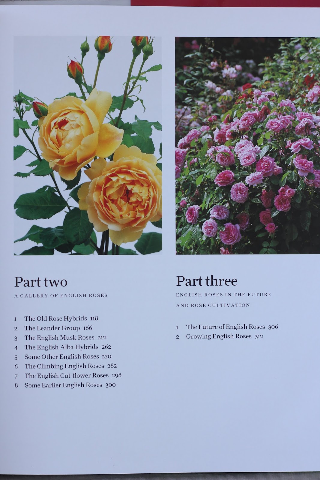 Aiken House & Gardens: David Austin English Roses