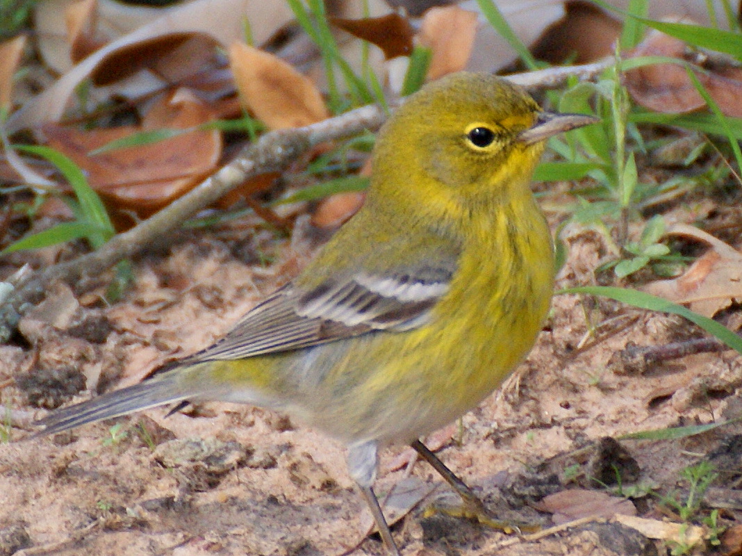 SE Texas Birding & Wildlife Watching: Our Winter Warblers