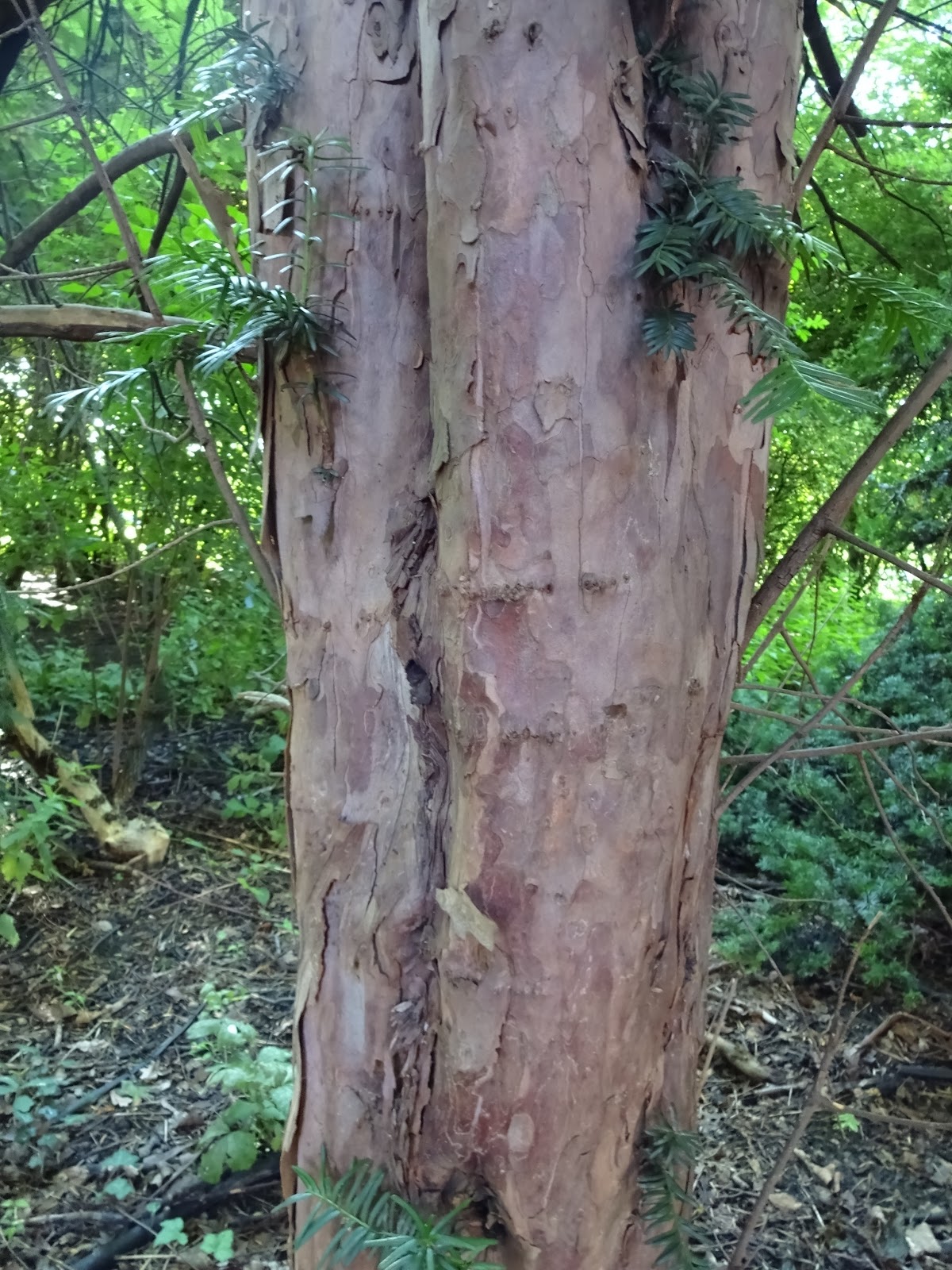 Naturnachbarschaften: Europäische Eibe - Taxus baccata