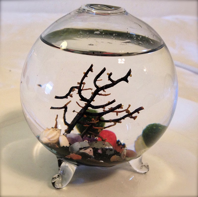 The Fern and Mossery: Marimo Moss Ball Terrariums from ...