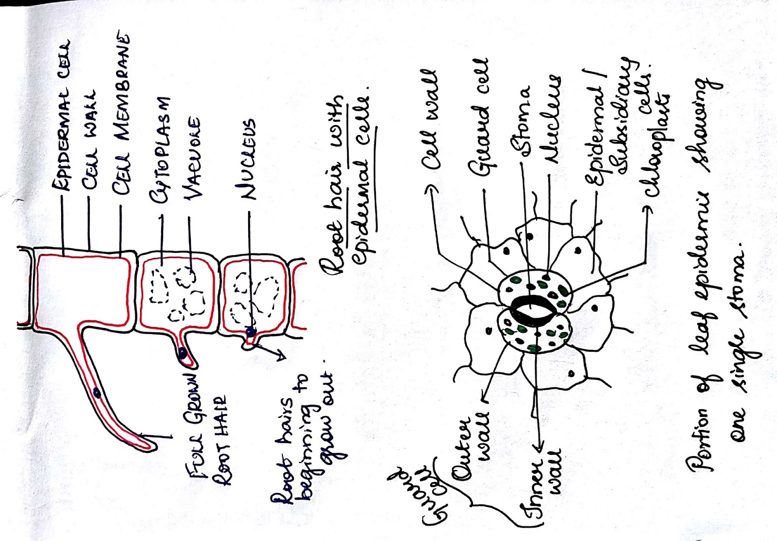 Biology Diagram Examples Gambaran biology-diagram-examples-gambaran
