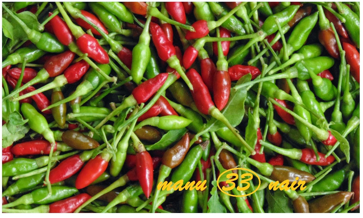 papanasini: KANTHARI MULAKU (Capsicum frutescences)
