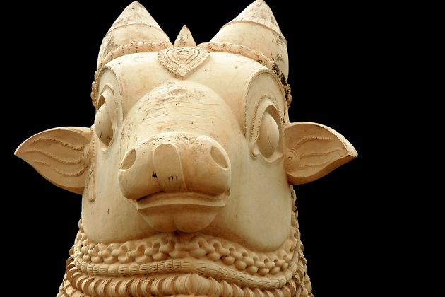 ¿Por que las vacas son sagradas en India? | BLOG VIEJITO