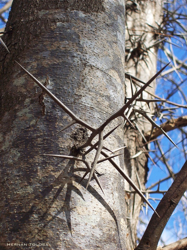 Flora Bonaerense: Acacio negro (Gleditsia triacanthos)
