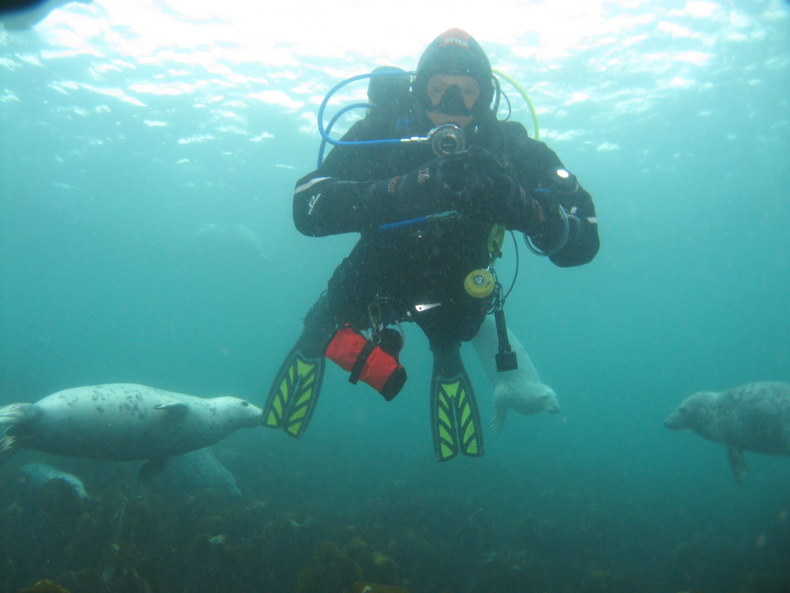 Diving with Seals - Serenity Farne Islands Boat Tours and Trips