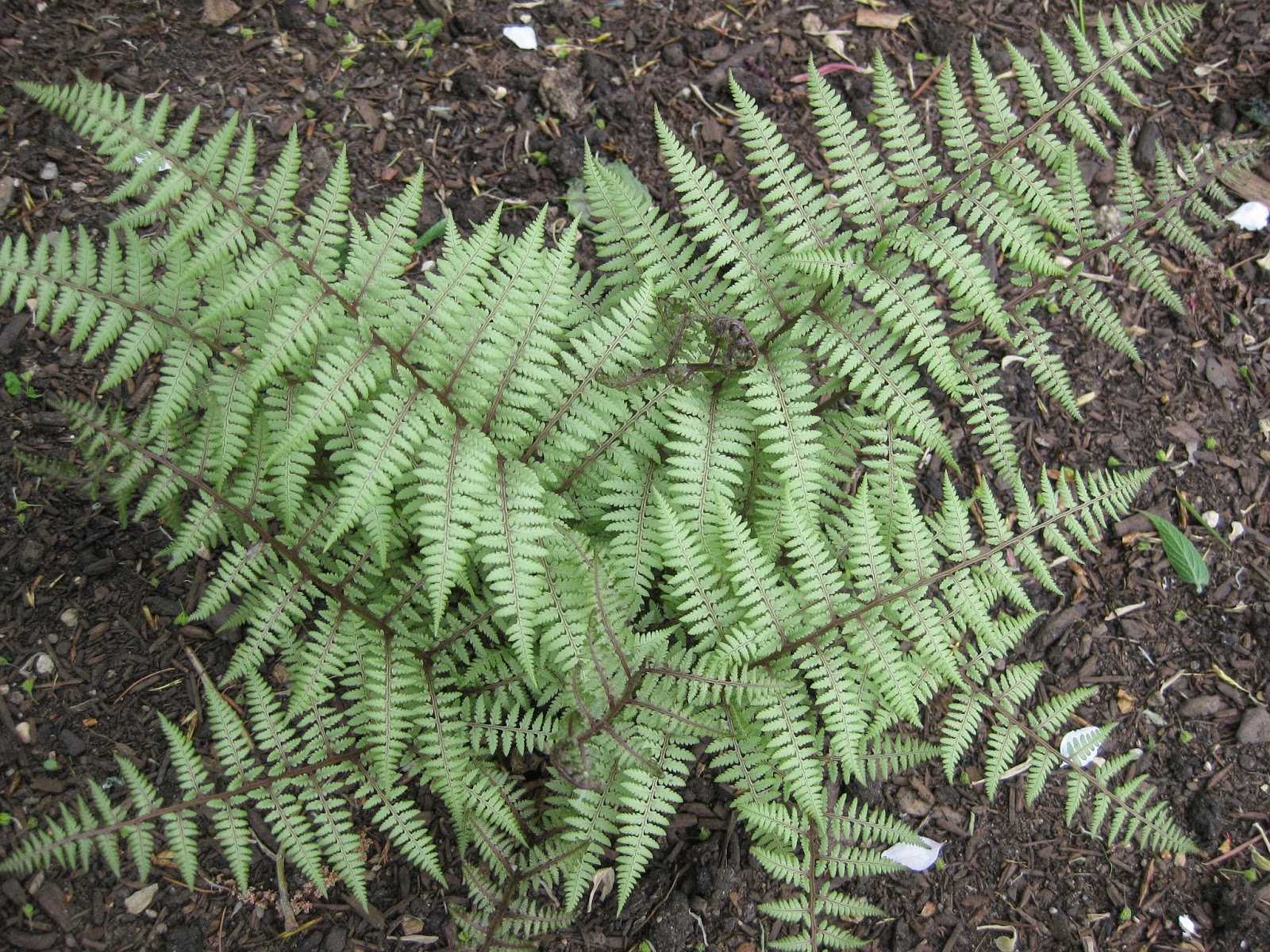 Ghost Fern - A Solid Performer - Rotary Botanical Gardens