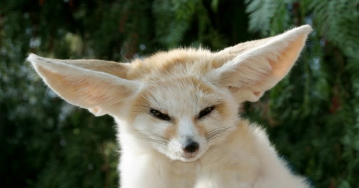 White Wolf : Meet The Pretty Little Animal With The World's Greatest Ears