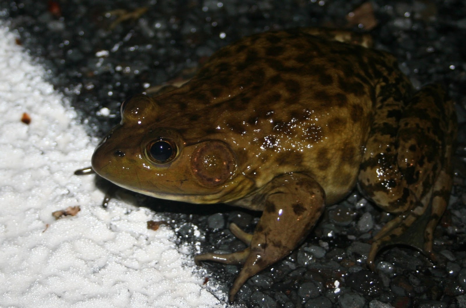 Hoot Owl Karma: Amphibian Awareness - Sensitive Skin