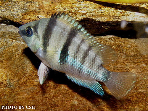 金魚&水族快訊Goldfish & Aquarium Messages: 藍眼公主(Cryptoheros Cutteri)