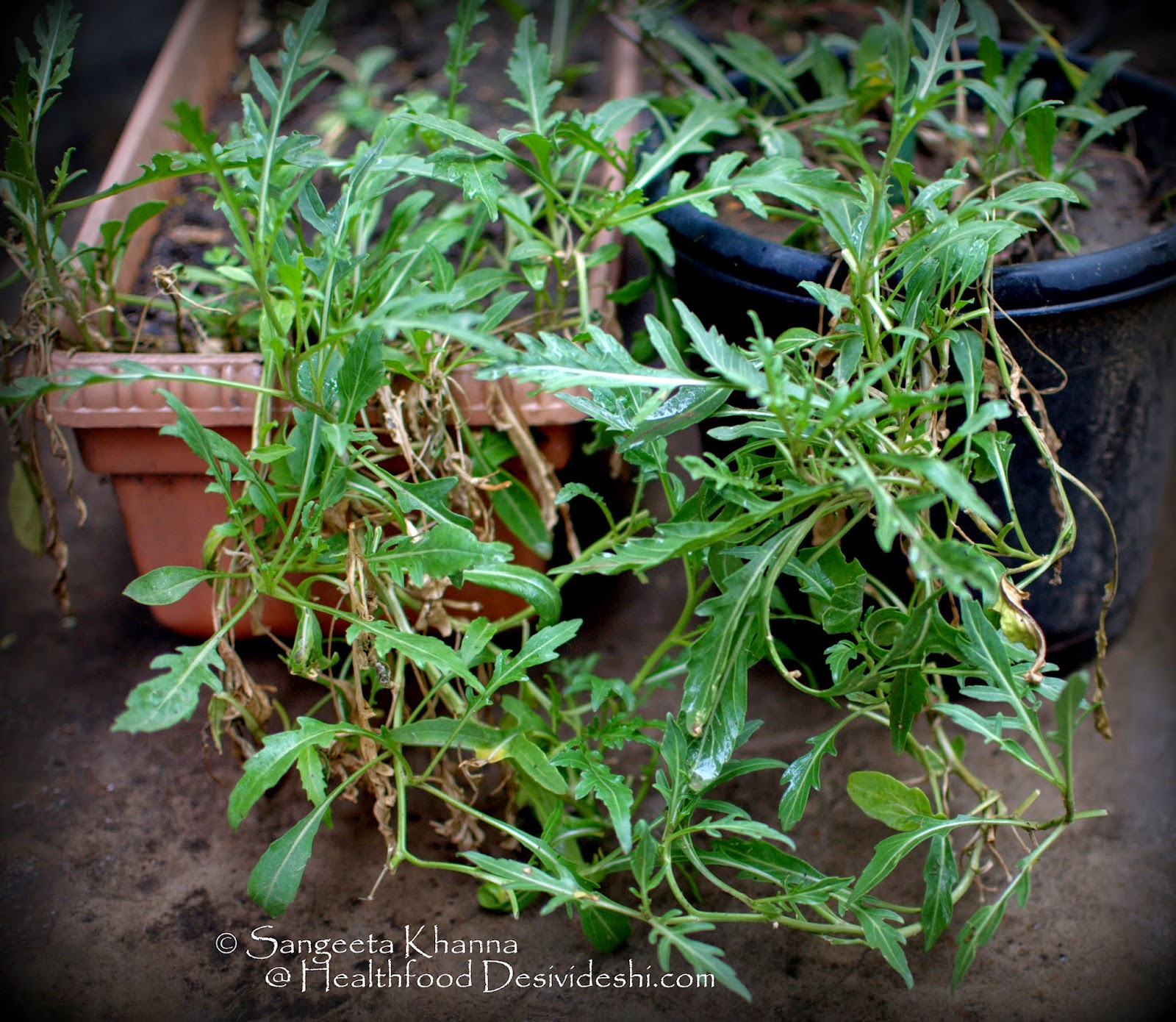 Are arugula and rucola different? Know more about the rocket greens...