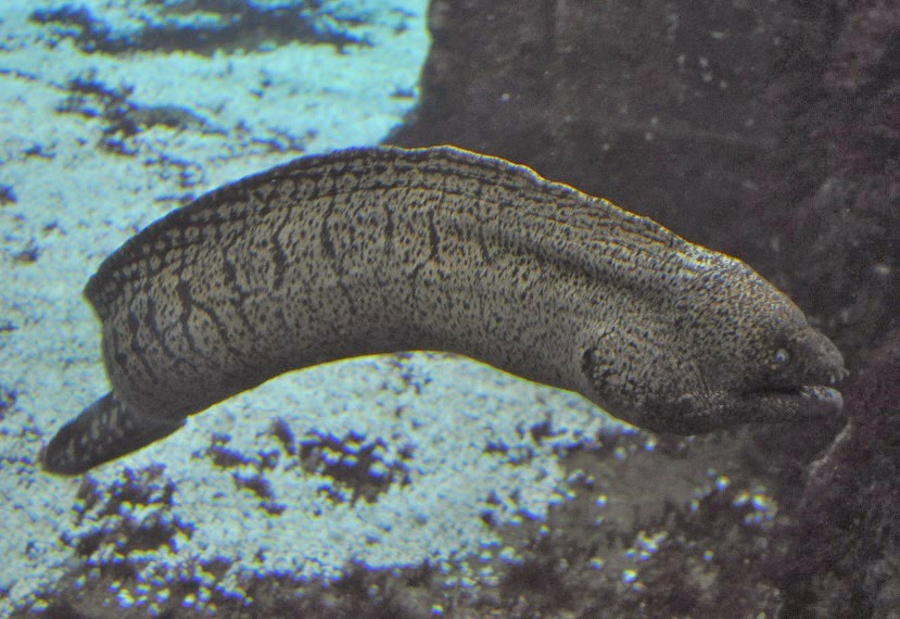 ZOOTOGRAFIANDO (6.096 ANIMALS): MORENA COMÚN / MEDITERRANEAN MORAY ...