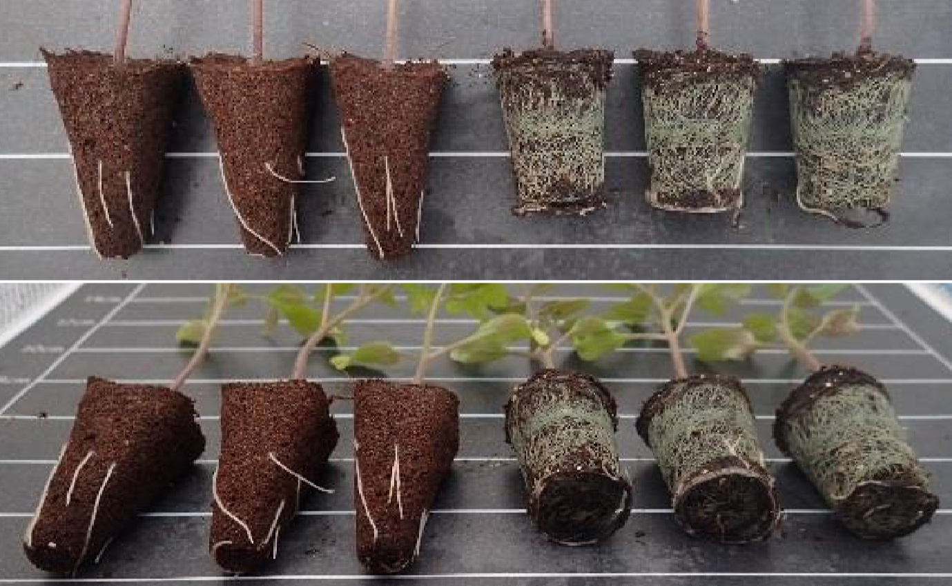 クラスマン: Growcoon（グロークーン）