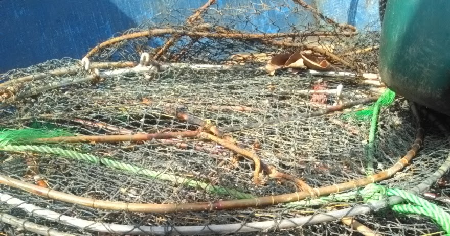 CARA MENANGKAP RAJUNGAN/KEPITING