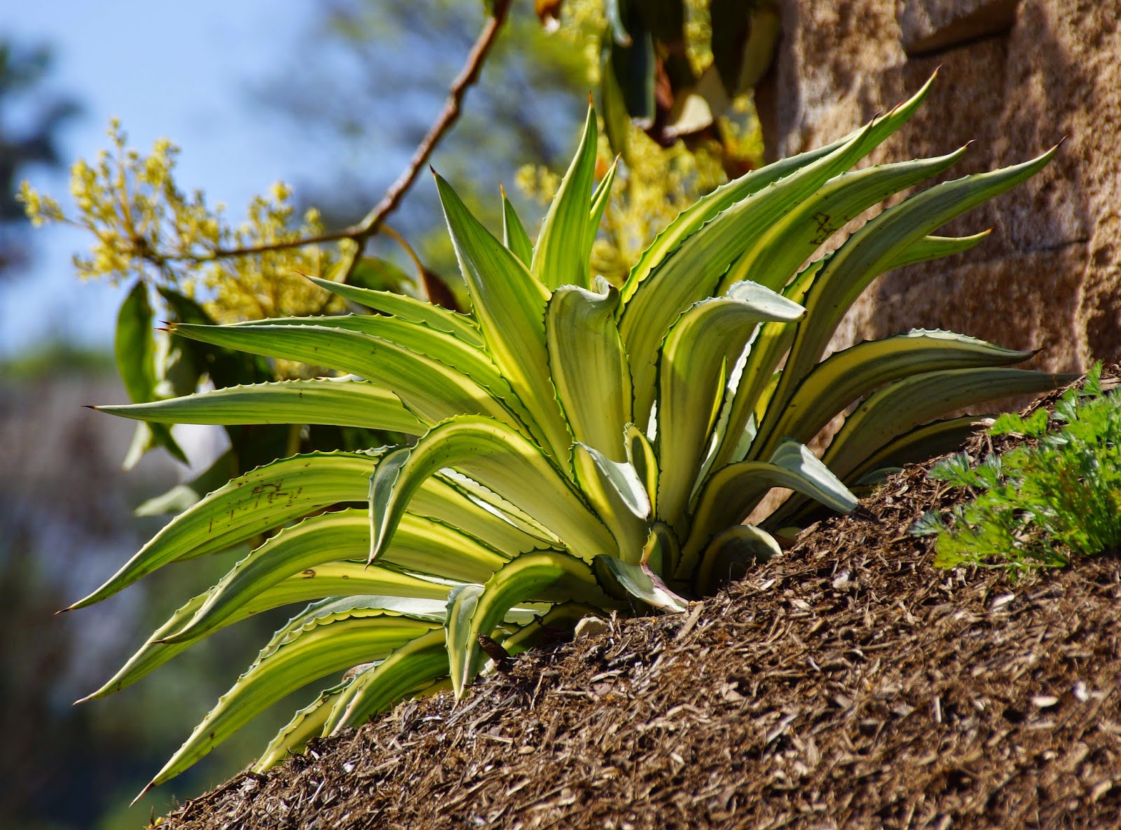 Reading Agave Leaves