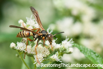 Restoring The Landscape With Native Plants: Native Plant of the Week ...